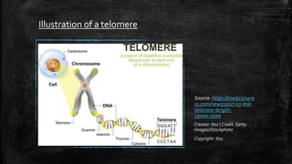 Replication of chromosomal ends | PPTX
