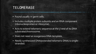 Replication of chromosomal ends | PPTX