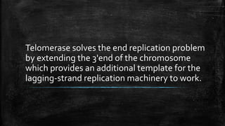 Replication of chromosomal ends | PPT