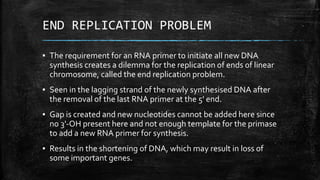 Replication of chromosomal ends | PPT