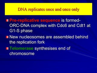 Replication of DNA | PPTX