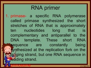 Replication of DNA | PPT