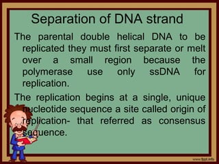 Replication of DNA | PPT