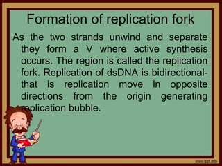 Replication of DNA | PPT