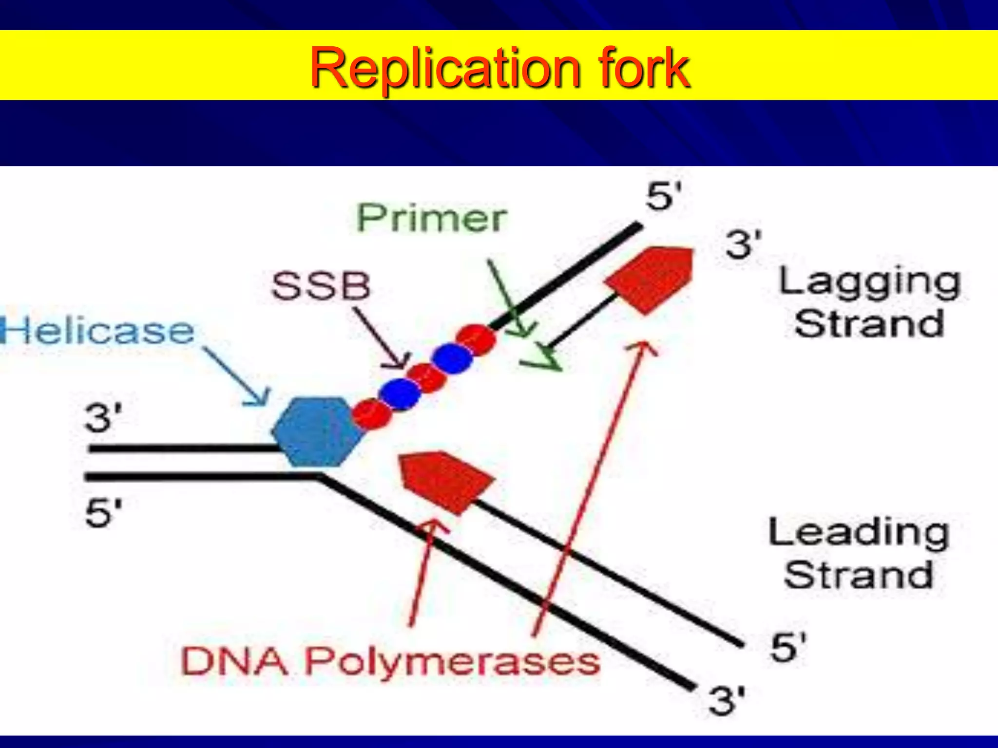 Replication of dna | PPTX