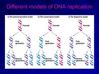 Replication of dna | PPTX
