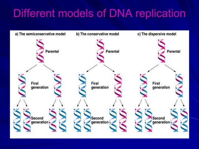 Replication of dna | PPTX
