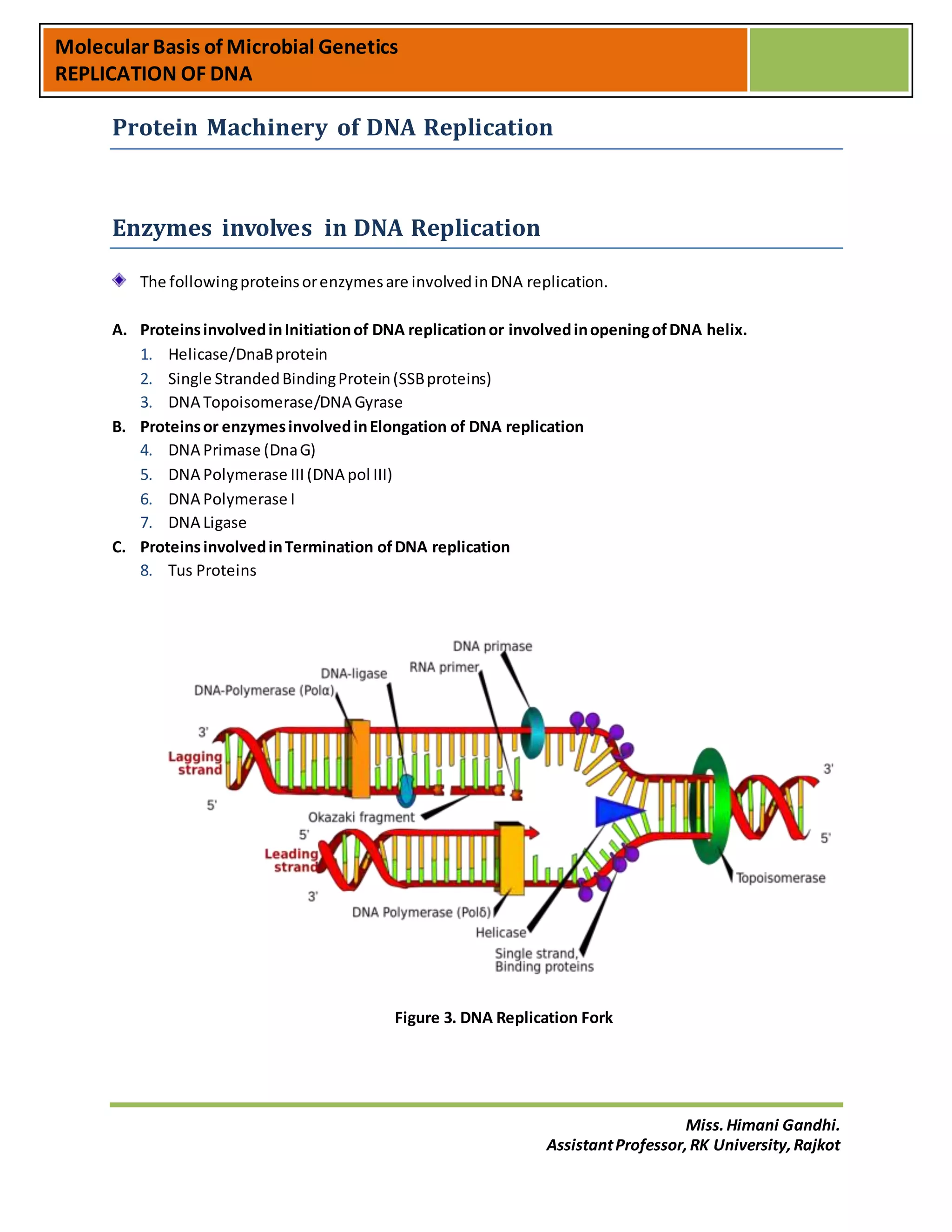 Replication of dna | DOCX