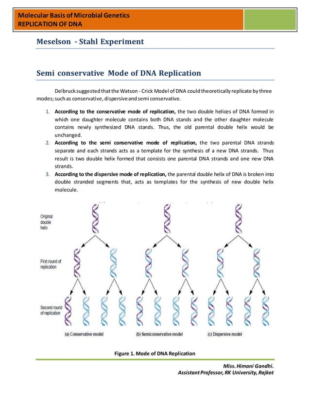 Replication of dna | DOCX