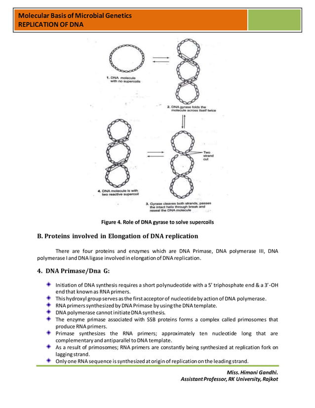 Replication of dna | DOCX