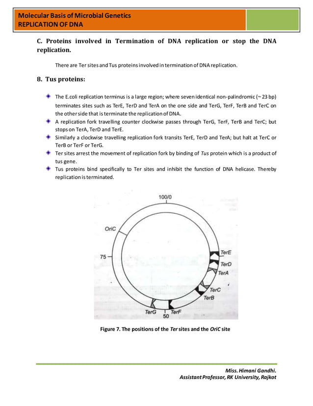 Replication of dna | DOCX