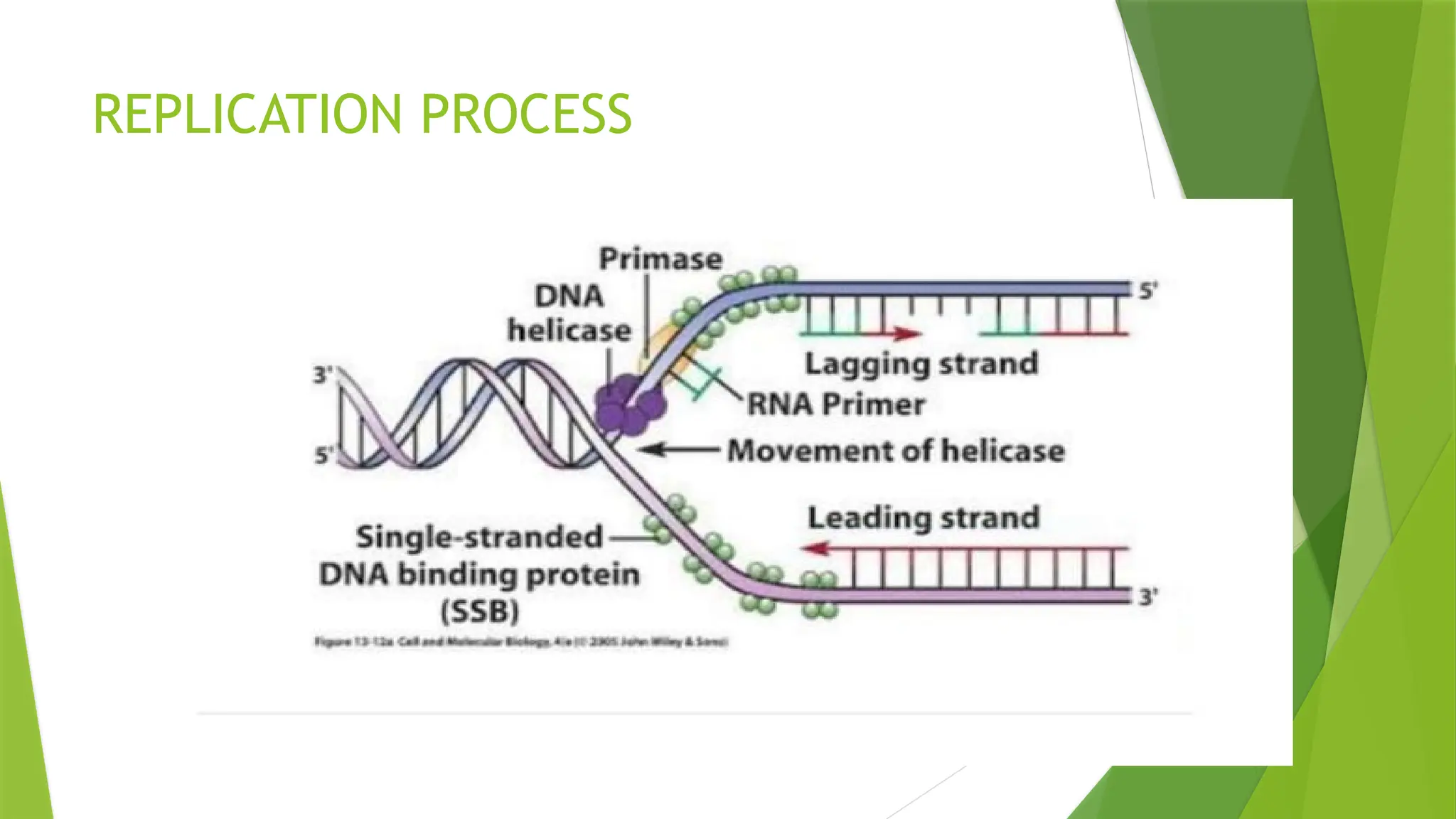 THE DNA DNA structure Replication of DNA Enzymes involved in DNA Replication Replication process ...