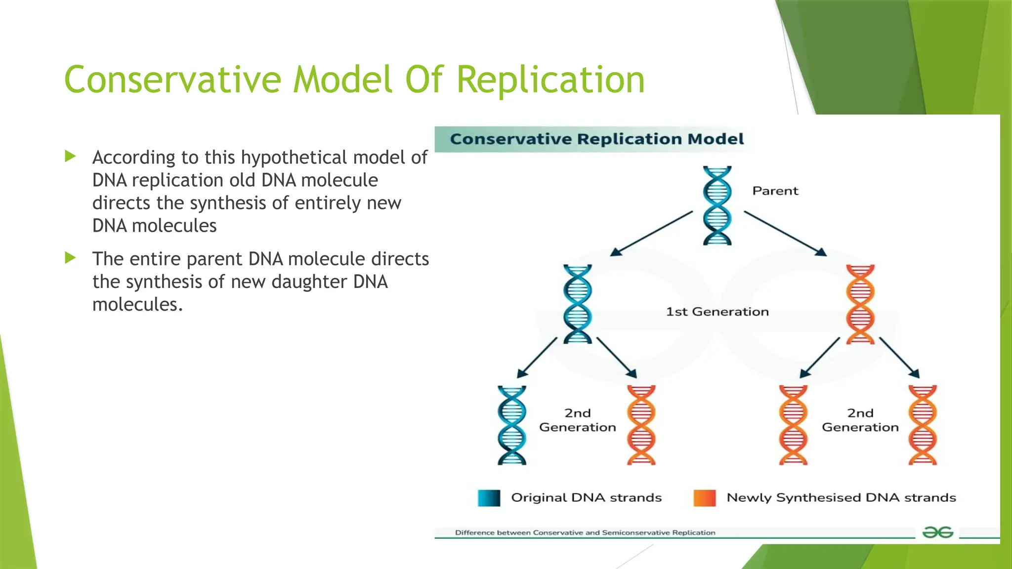 THE DNA DNA structure Replication of DNA Enzymes involved in DNA ...