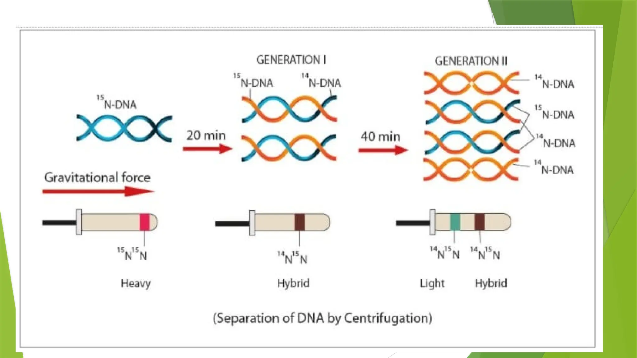 THE DNA DNA structure Replication of DNA Enzymes involved in DNA Replication Replication process ...