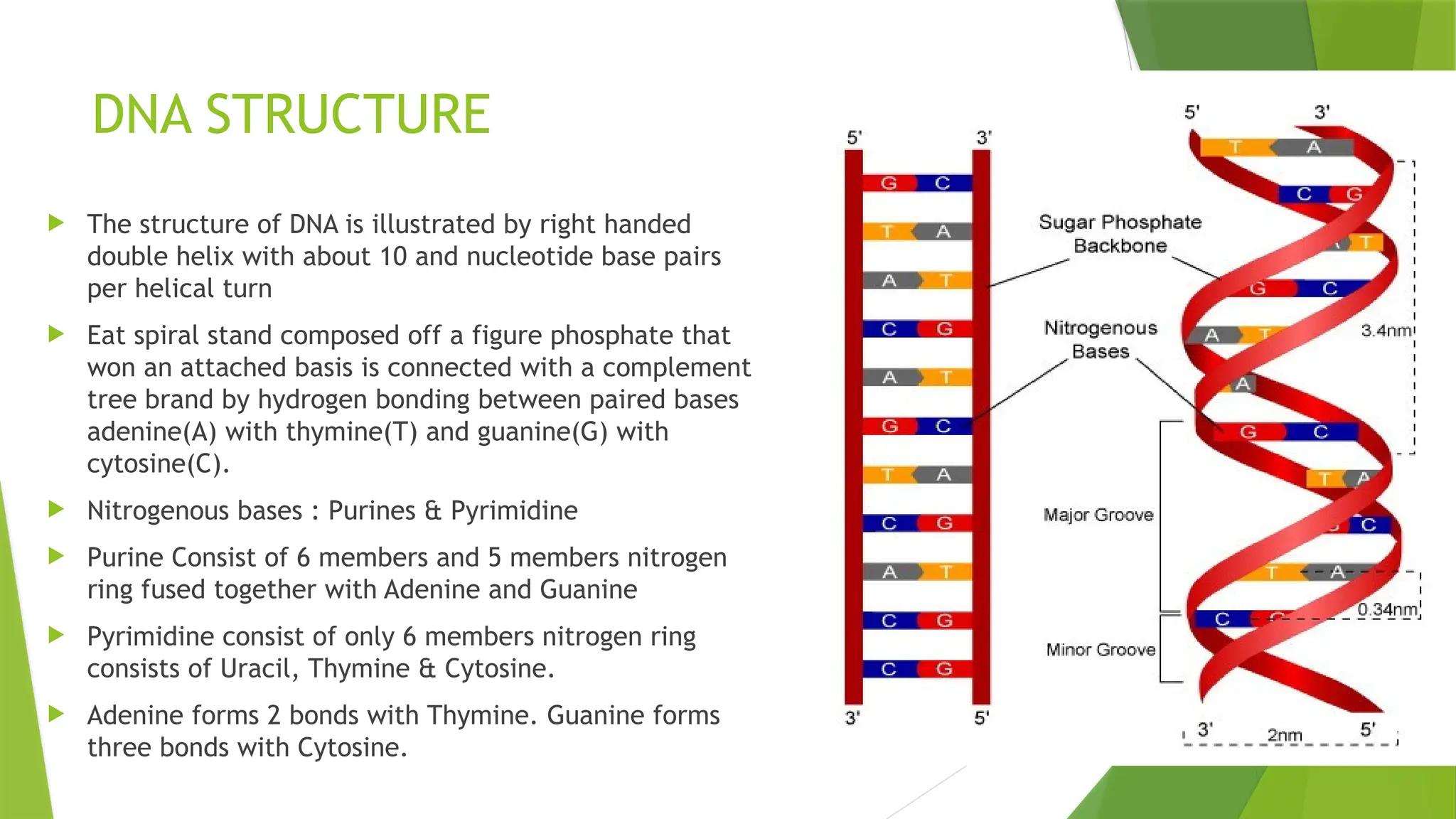 THE DNA DNA structure Replication of DNA Enzymes involved in DNA ...