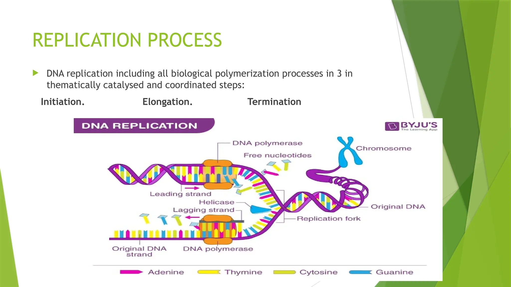 THE DNA DNA structure Replication of DNA Enzymes involved in DNA ...