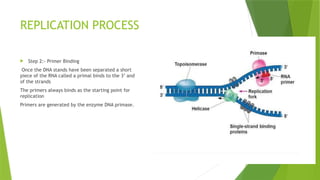 THE DNA DNA structure Replication of DNA Enzymes involved in DNA ...