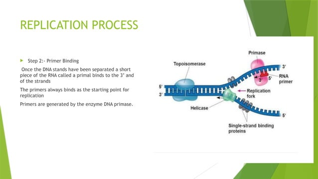 THE DNA DNA structure Replication of DNA Enzymes involved in DNA Replication Replication process ...