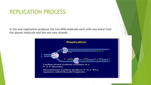THE DNA DNA structure Replication of DNA Enzymes involved in DNA Replication Replication process ...