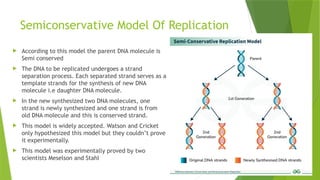 THE DNA DNA structure Replication of DNA Enzymes involved in DNA ...
