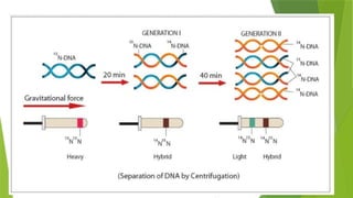 THE DNA DNA structure Replication of DNA Enzymes involved in DNA ...