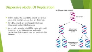 THE DNA DNA structure Replication of DNA Enzymes involved in DNA ...
