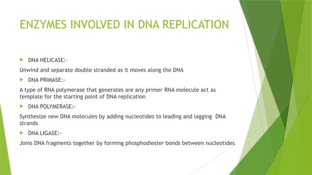 THE DNA DNA structure Replication of DNA Enzymes involved in DNA Replication Replication process ...
