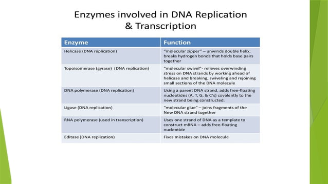 THE DNA DNA structure Replication of DNA Enzymes involved in DNA ...
