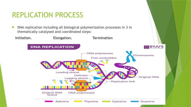 THE DNA DNA structure Replication of DNA Enzymes involved in DNA Replication Replication process ...