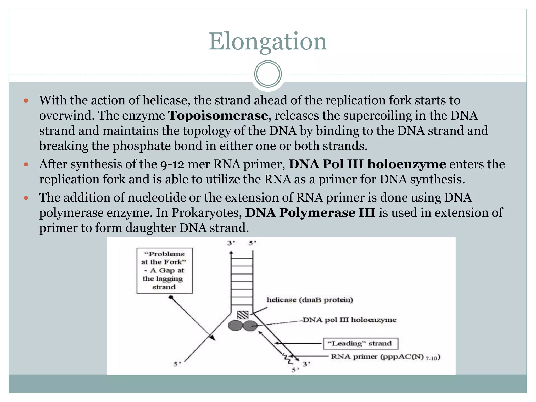 Replication of DNA in Prokaryotes.pptx