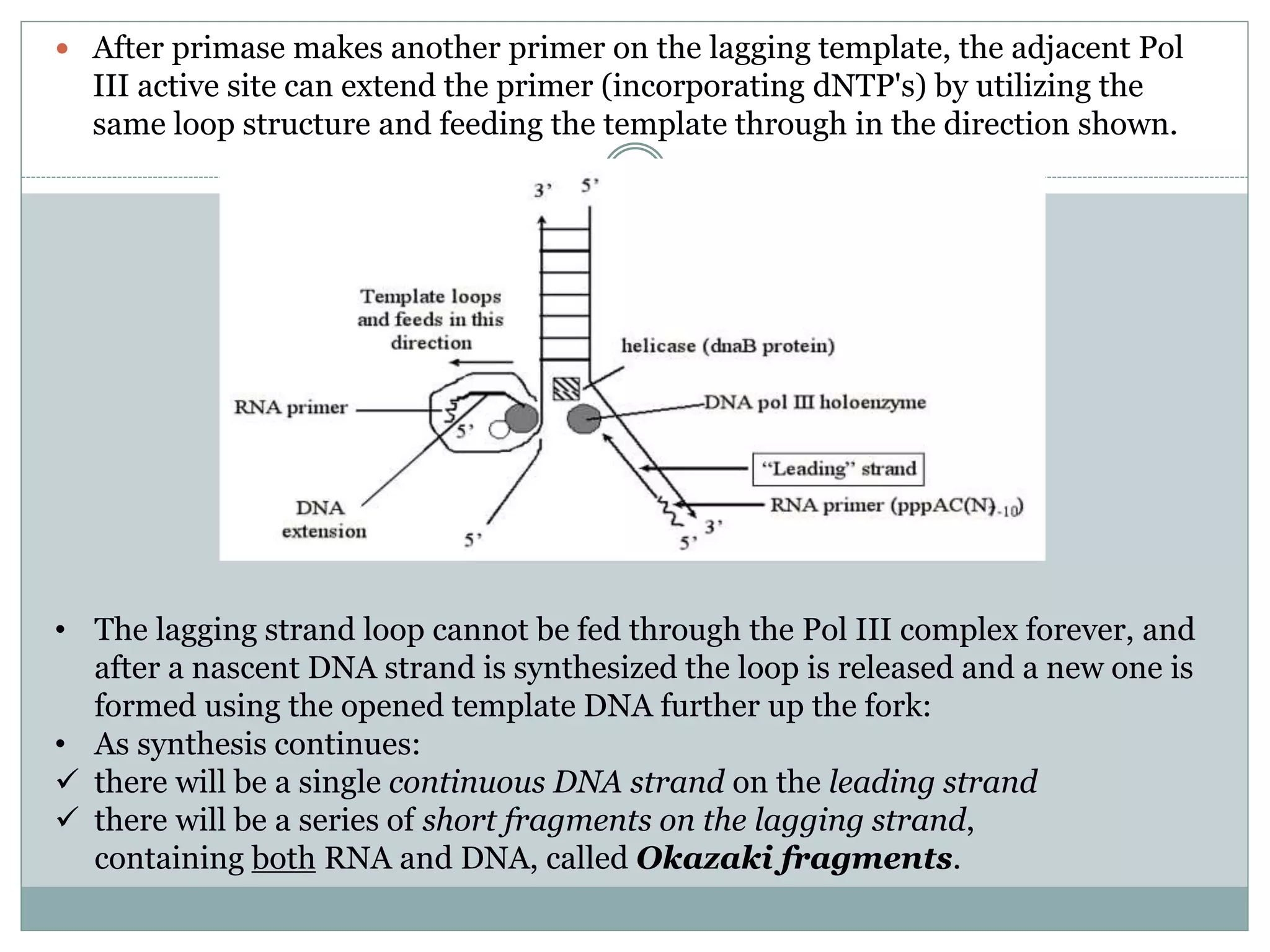 Replication of DNA in Prokaryotes.pptx