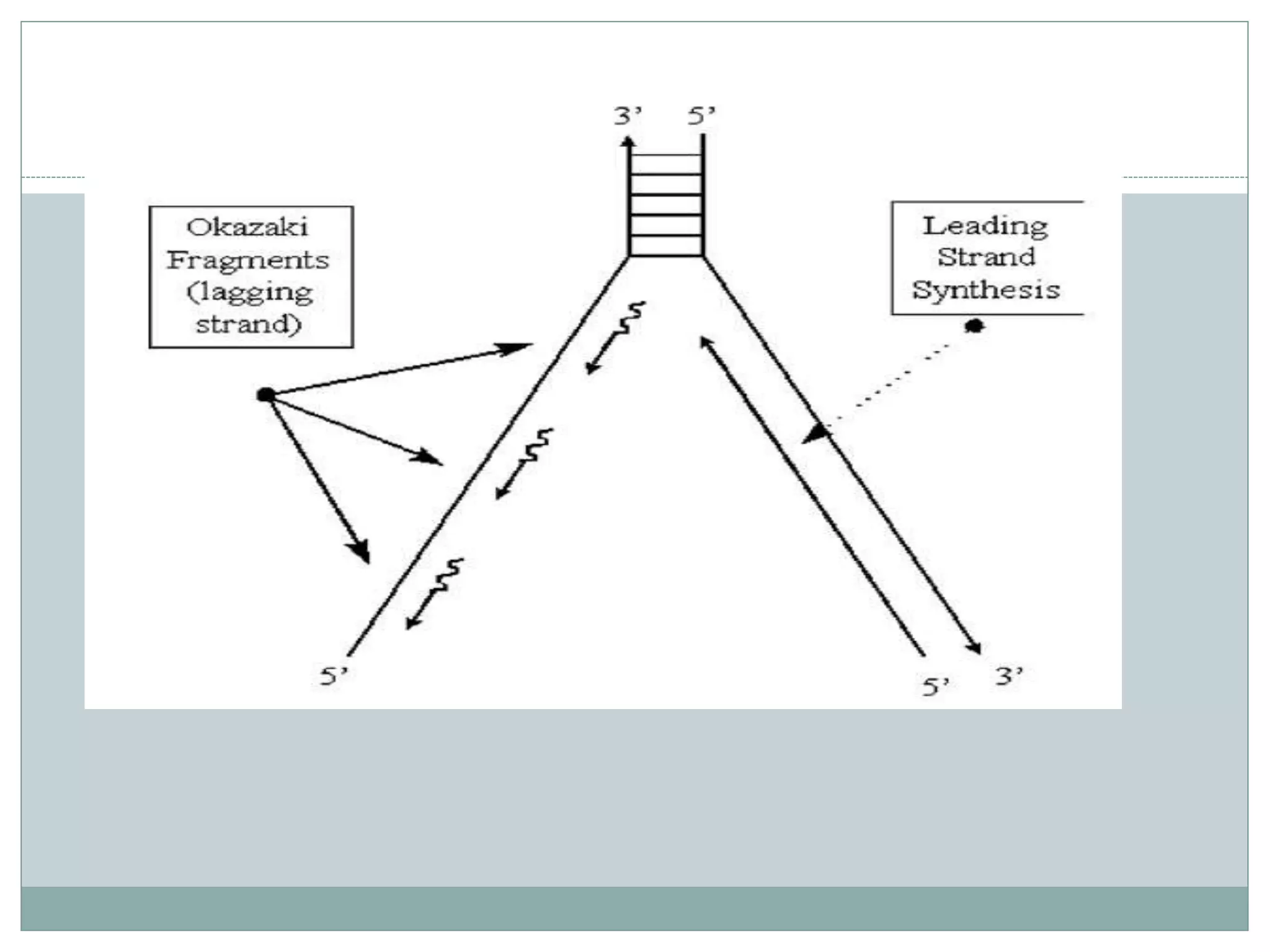 Replication Of Dna In Prokaryotes Pptx