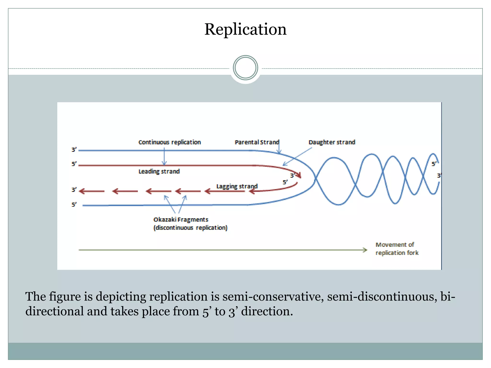 Replication of DNA in Prokaryotes.pptx