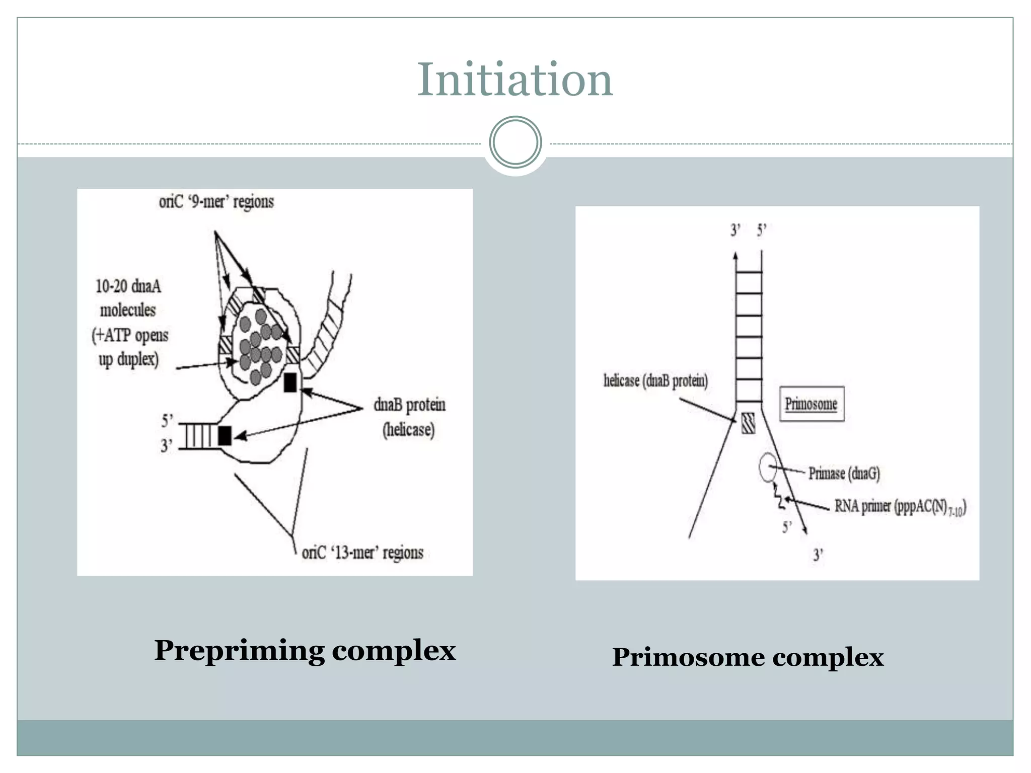 Replication of DNA in Prokaryotes.pptx