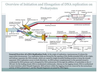 Replication of DNA in Prokaryotes.pptx