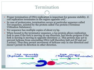 Replication of DNA in Prokaryotes.pptx