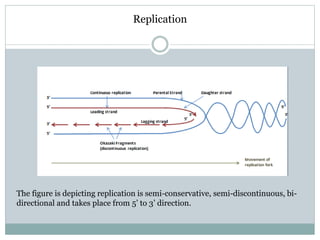 Replication of DNA in Prokaryotes.pptx