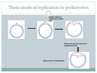 Replication of DNA in Prokaryotes.pptx