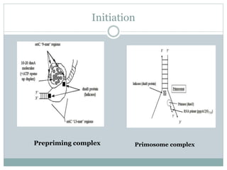 Replication of DNA in Prokaryotes.pptx