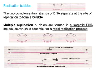 REPLICATION OF DNA IN PROKARYOTES (Final).pdf HAAJAAUUA | PDF
