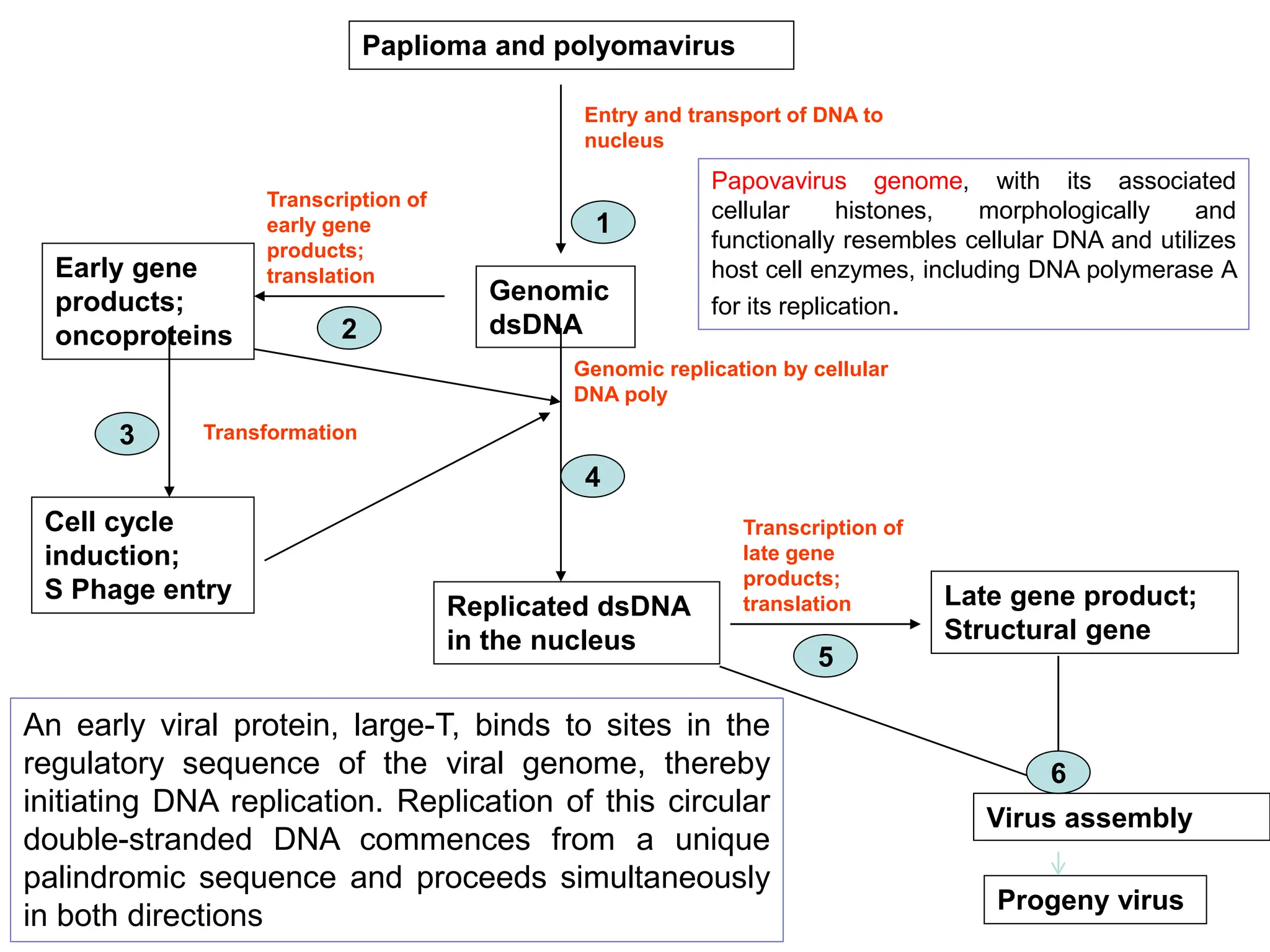 Replication of DNA viruses .ppt