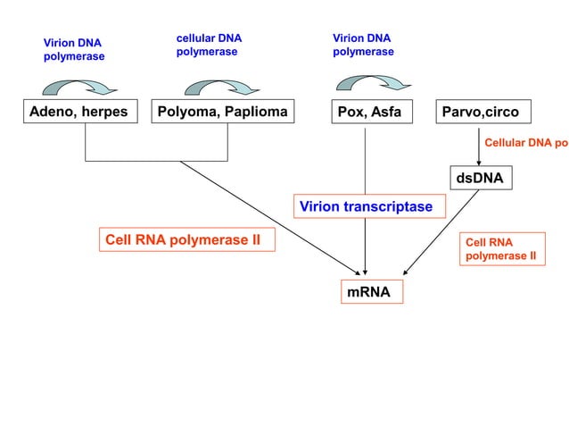 Replication of DNA viruses .ppt | Biological Sciences | Science