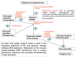 Replication of DNA viruses .ppt