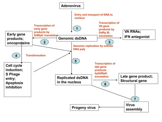 Replication of DNA viruses .ppt | Biological Sciences | Science