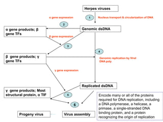 Replication of DNA viruses .ppt