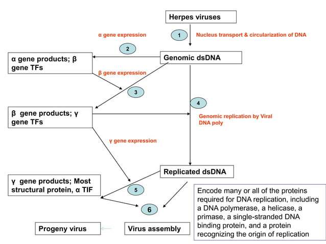 Replication of DNA viruses .ppt | Biological Sciences | Science