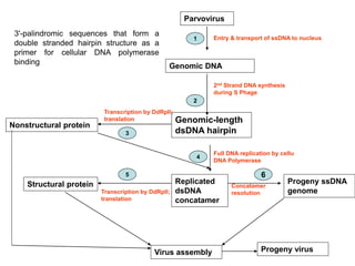 Replication of DNA viruses .ppt