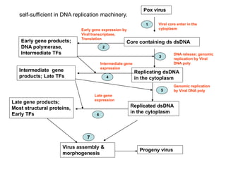 Replication of DNA viruses .ppt