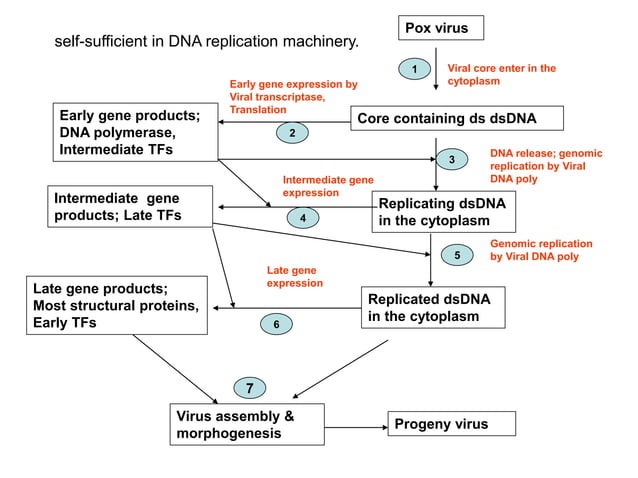 Replication of DNA viruses .ppt | Biological Sciences | Science