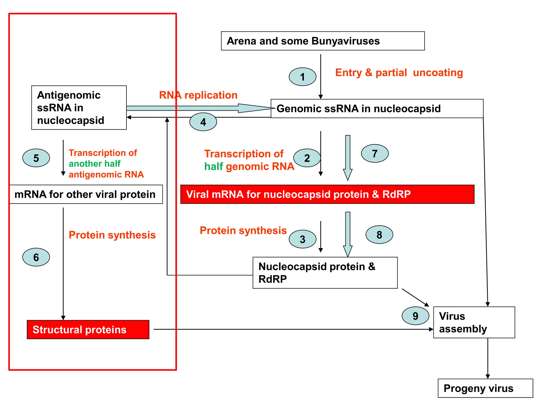 Replication of RNA viruses.ppt